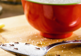 Pest | Control Solutions Inc.