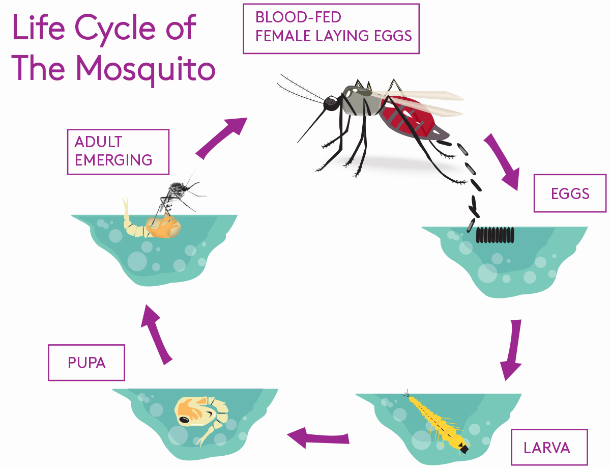 A Closer Look at Mosquitoes