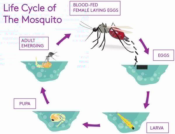 A Closer Look at Mosquitoes