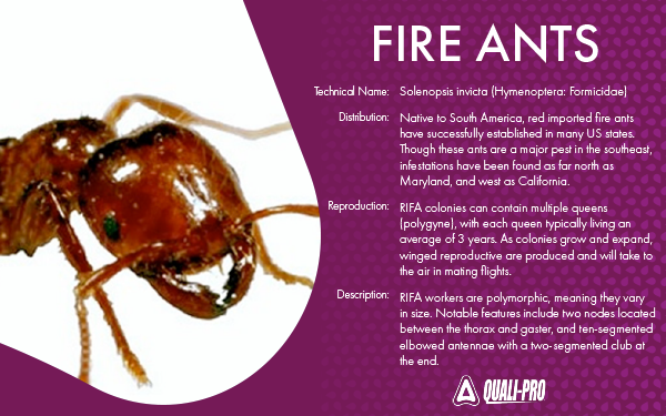 A Closer Look at Fire Ants
