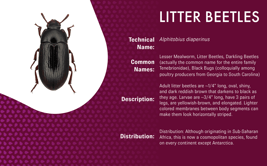 Take A Closer Look at Litter Beetles in Poultry Production