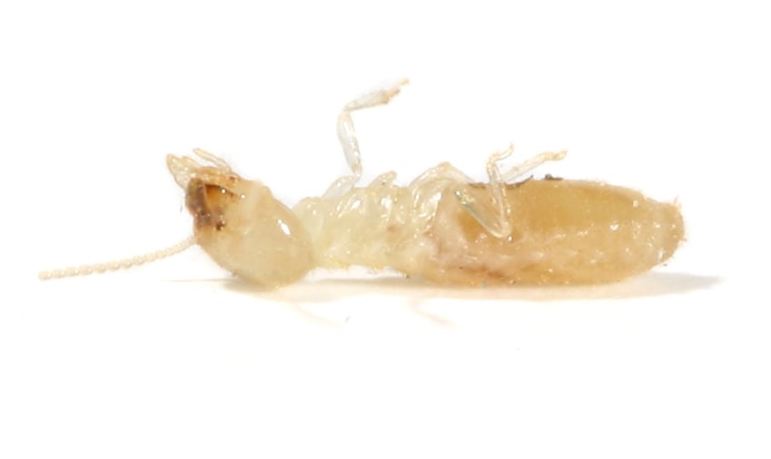 5 Fascinating and Useful Termite Facts