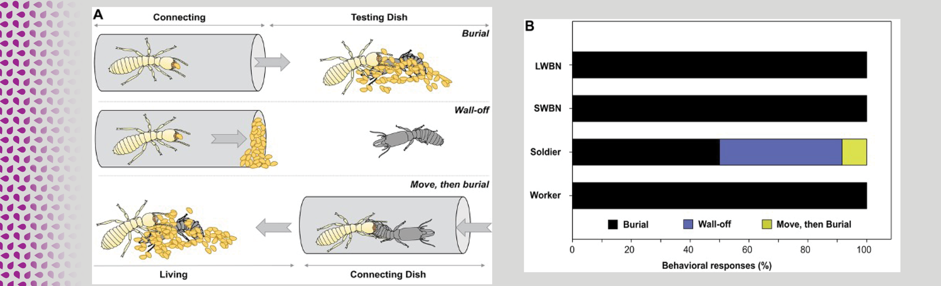 5 Fascinating and Useful Termite Facts