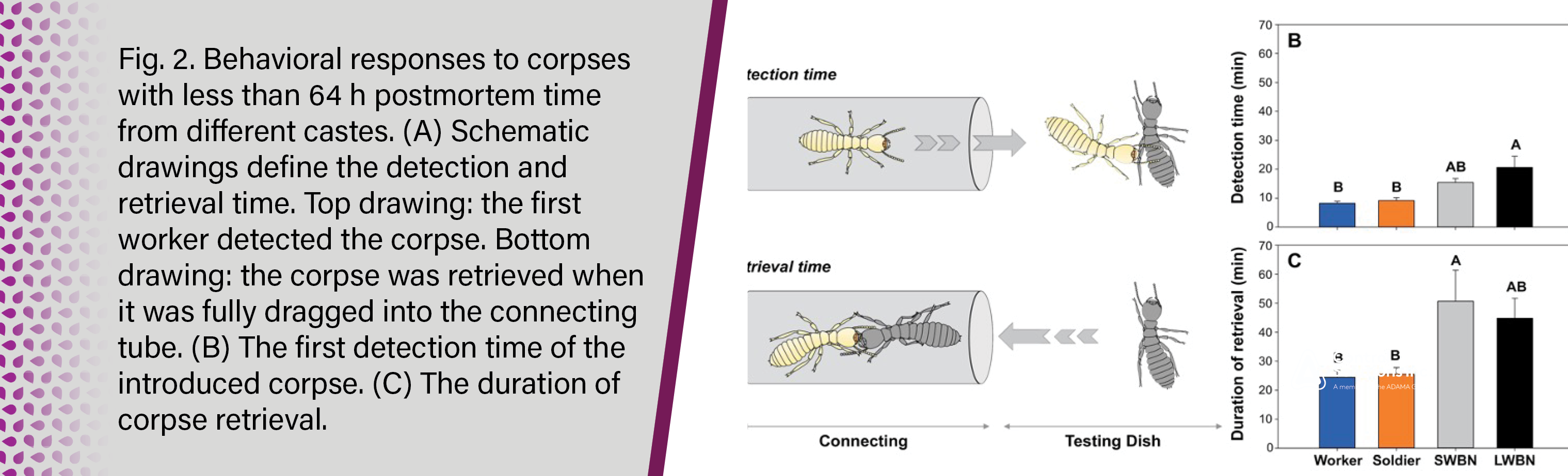 5 Fascinating and Useful Termite Facts