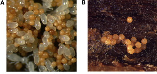 5 Fascinating and Useful Termite Facts
