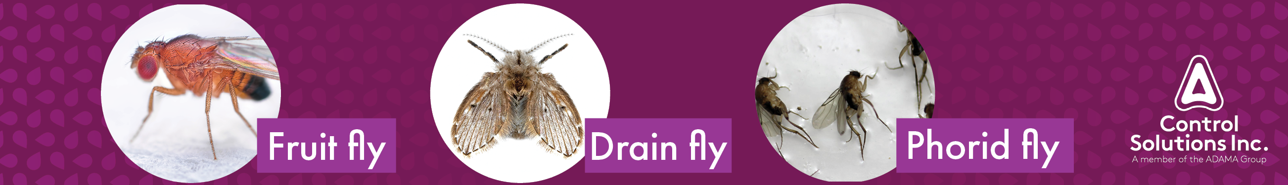 Control Small Flies in Commercial Kitchens