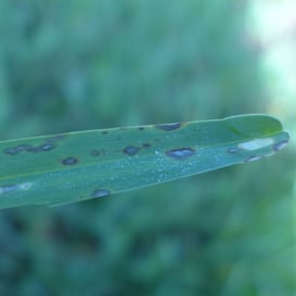 QualiPro Solutions | Leaf Spot