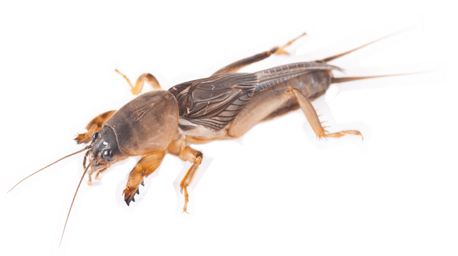A Closer Look at Mole Crickets