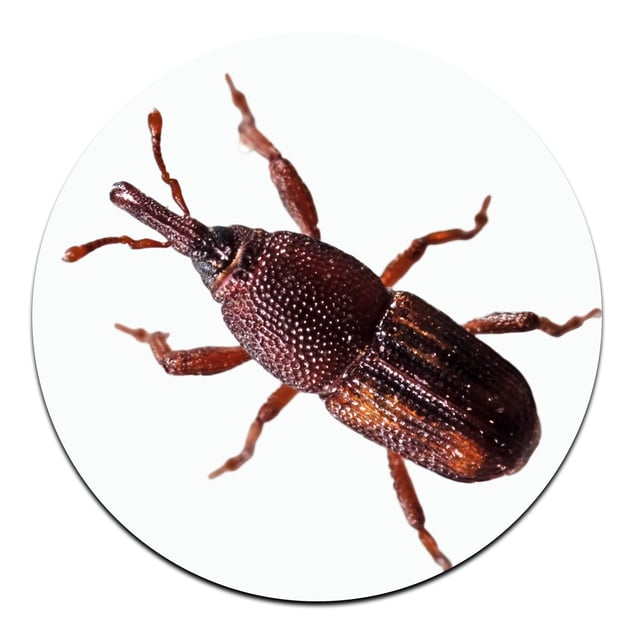 A Closer Look at Stored Product Pests