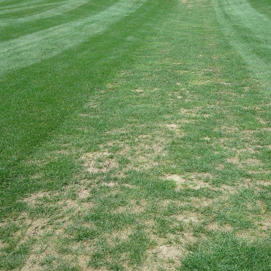 QualiPro Solutions | Summer Patch