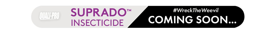 How to eliminate annual bluegrass weevils