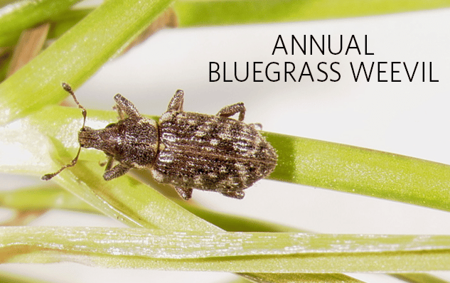 How to Detect Annual Bluegrass Weevil Activity