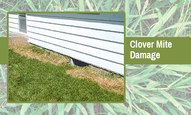 Mites Cause Serious Damage to Turf