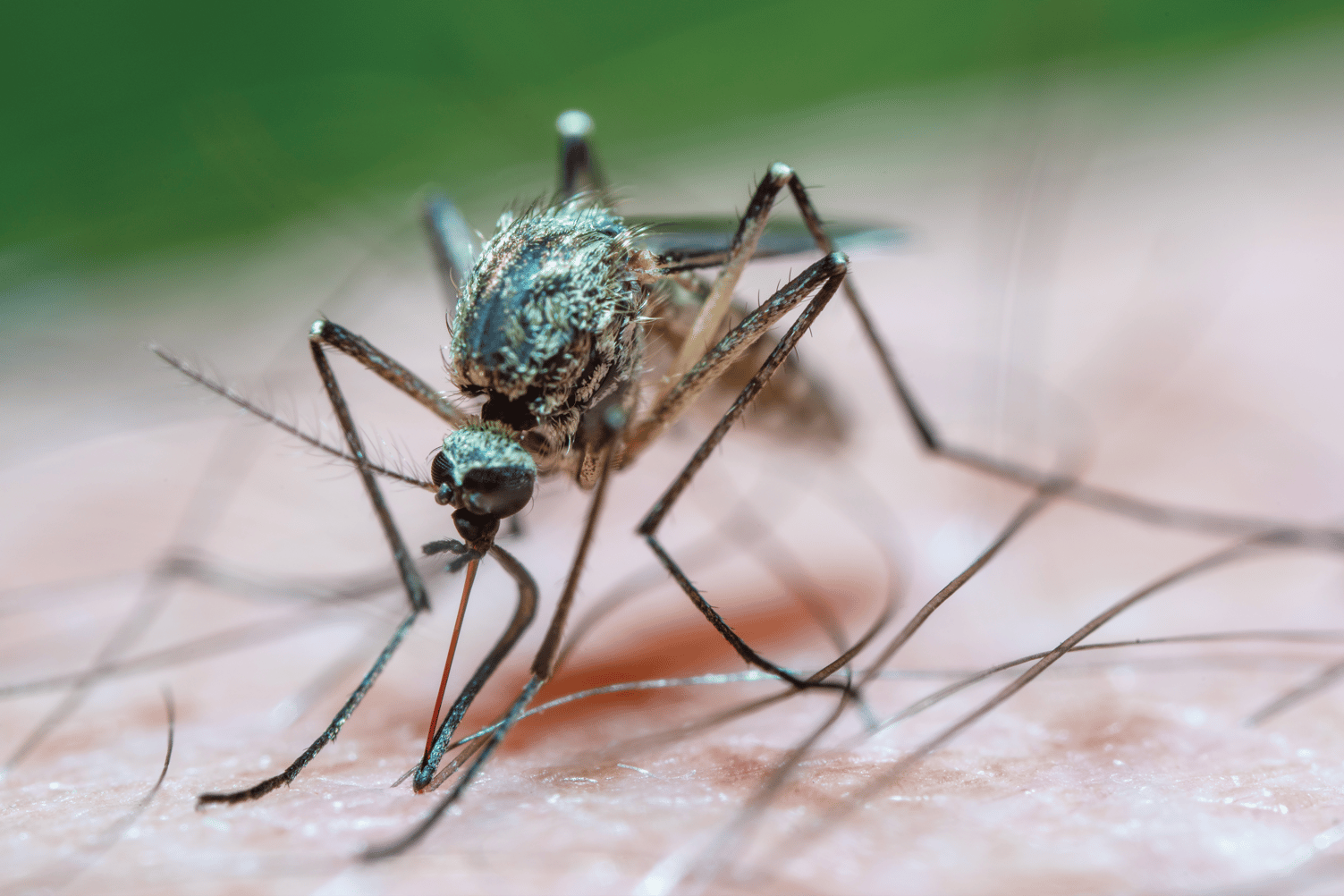 A Closer Look at Mosquitoes
