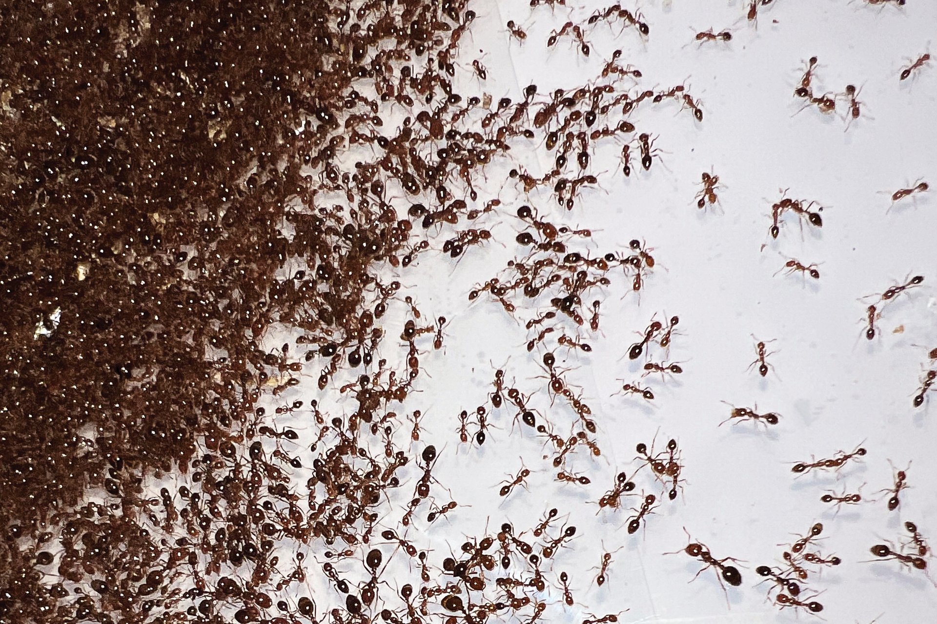 A Closer Look At Fire Ants