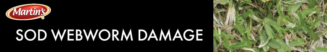 Pesky Sod Webworms Destroying Your Lawn