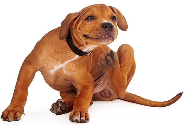 3 Ways to Eliminate Fleas from your Pet, Yard and Home