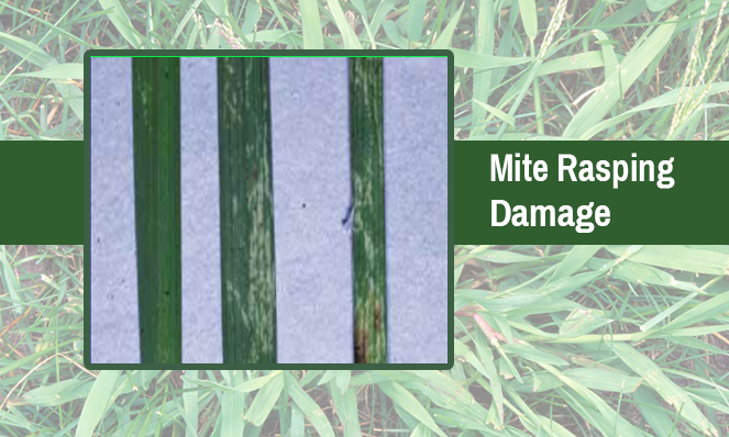 Mites Cause Serious Damage to Turf
