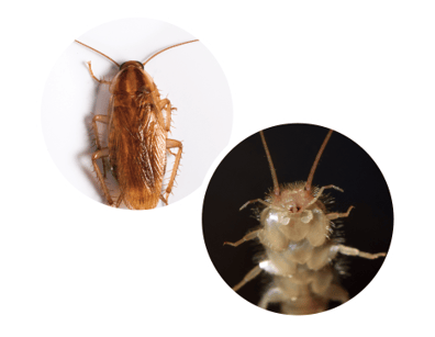 A Closer Look at Silverfish and Cockroaches