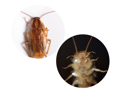 A Closer Look at Silverfish and Cockroaches
