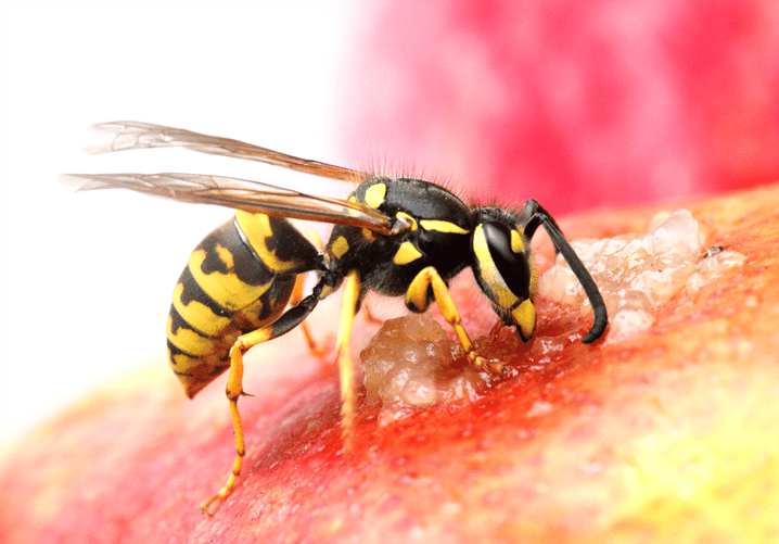 A Closer Look: Stinging Insects