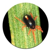 Mites Cause Serious Damage to Turf