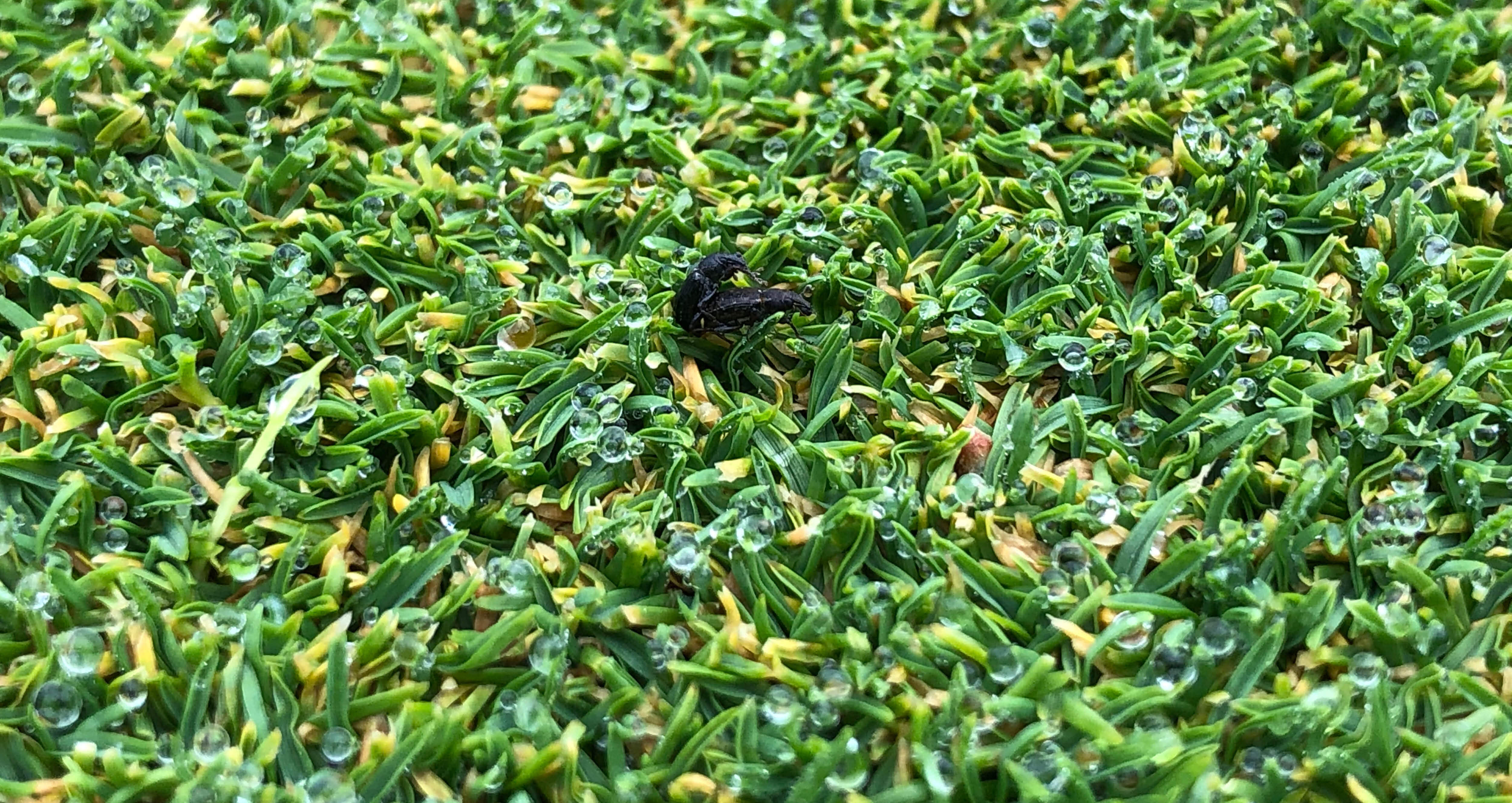 Suprado Leads the Battle Against Annual Bluegrass Weevil Invasion