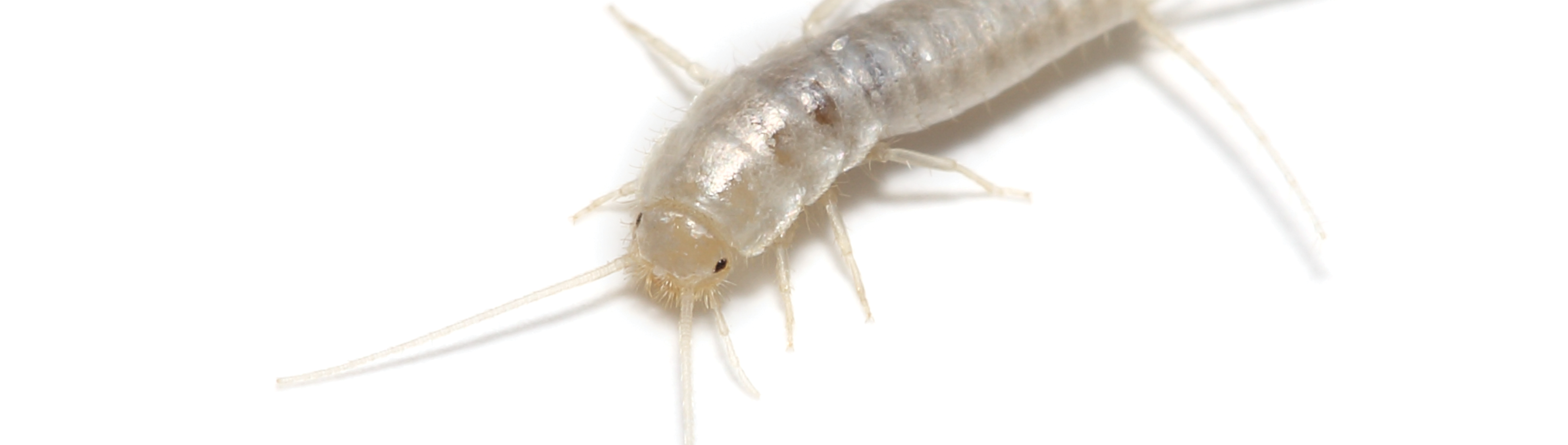 A Closer Look at Silverfish
