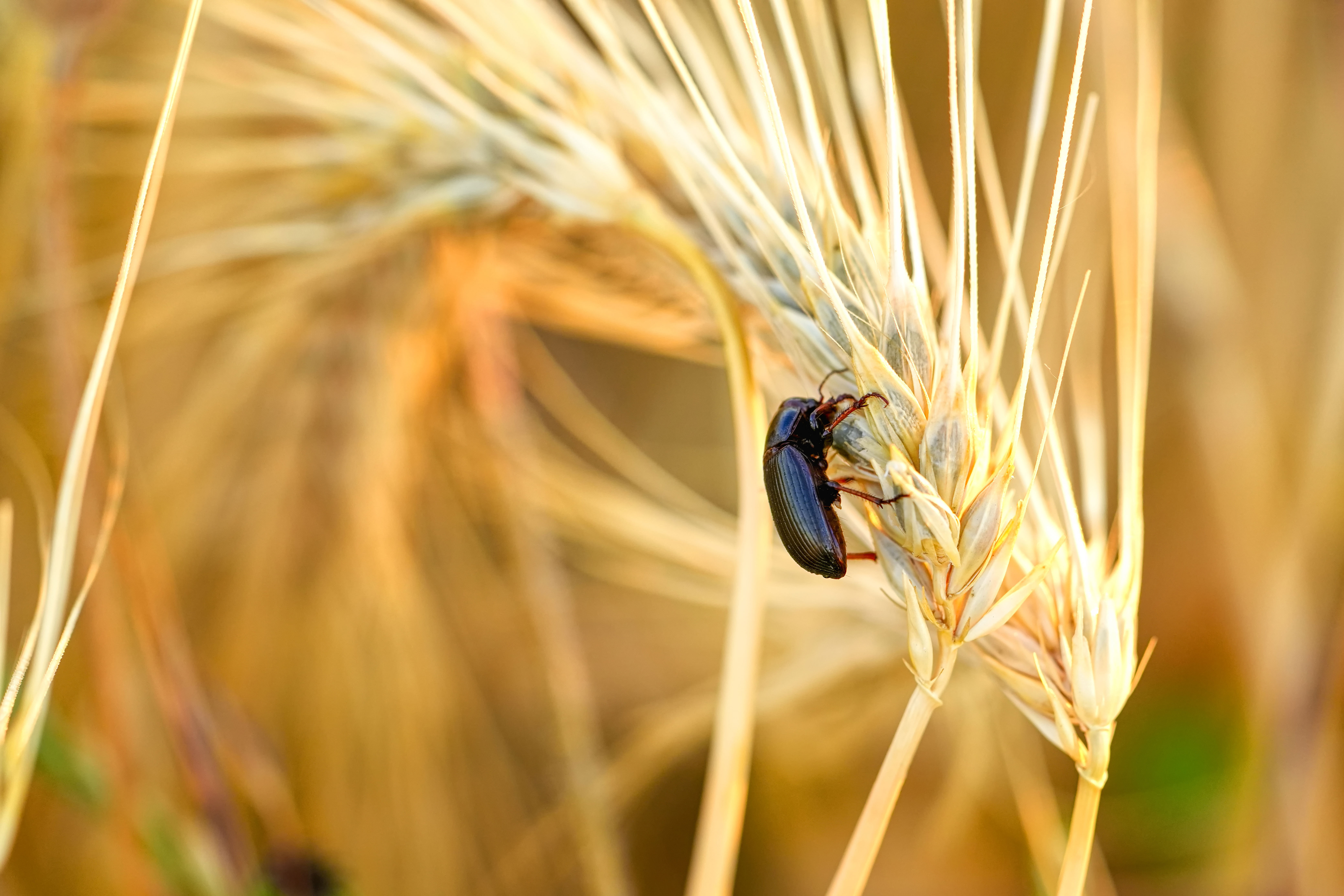Take A Closer Look at Litter Beetles in Poultry Production