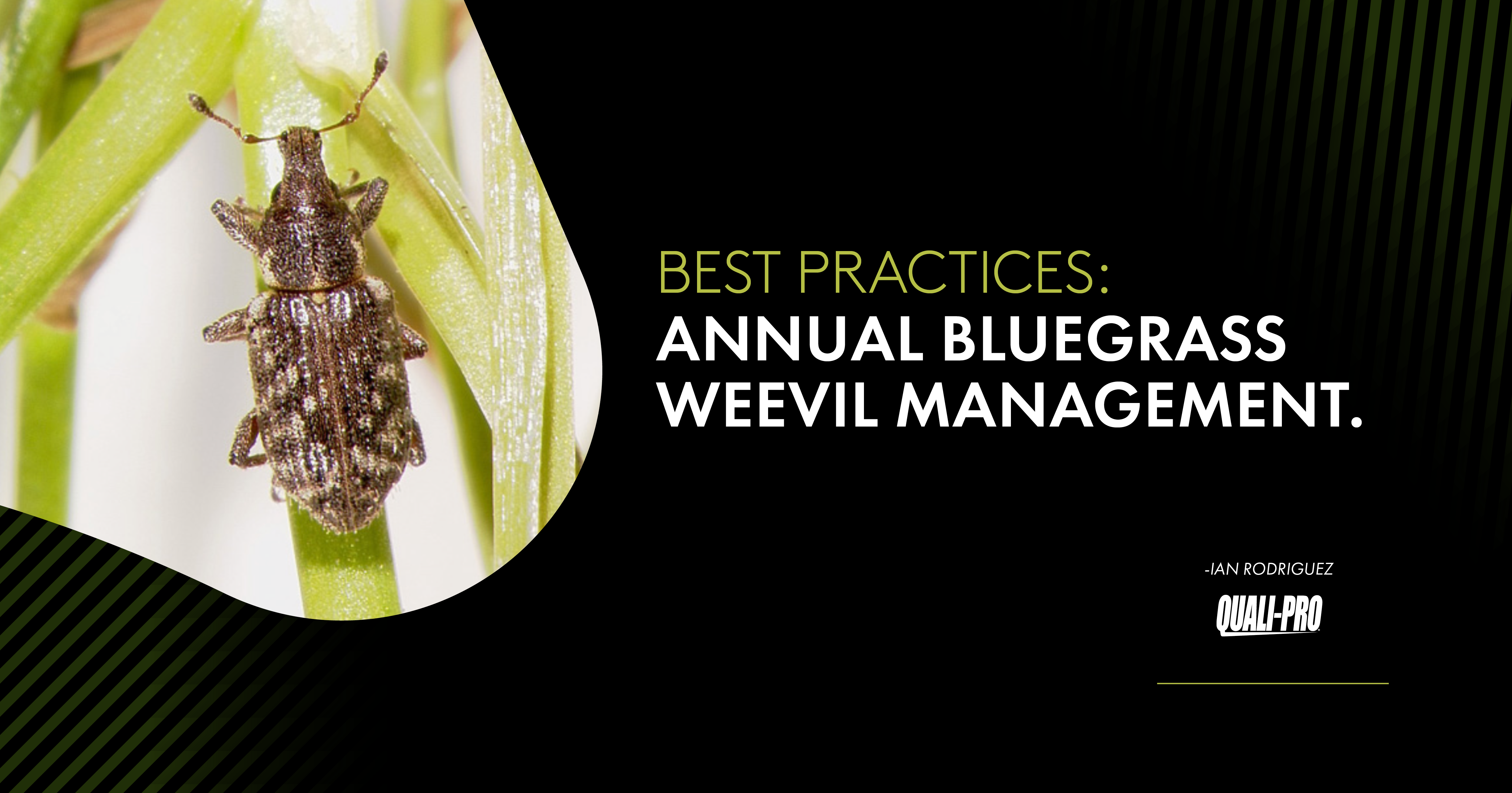 How to eliminate annual bluegrass weevils
