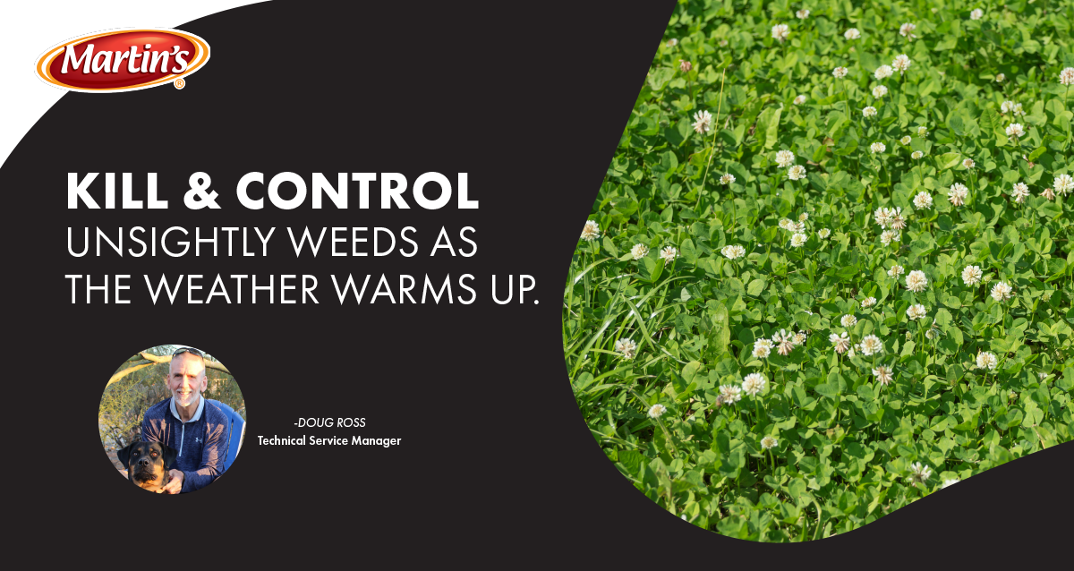 How to eliminate unsightly weeds