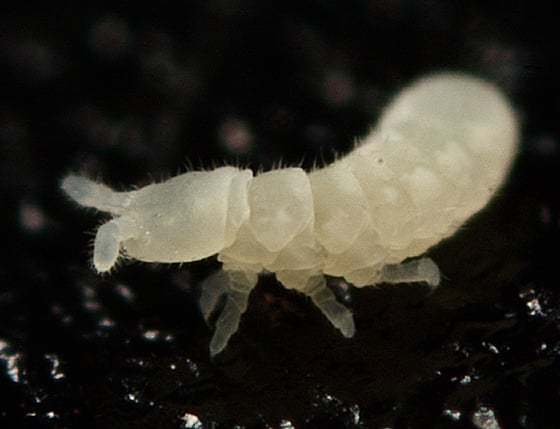 Springtails: The Jumping Bug