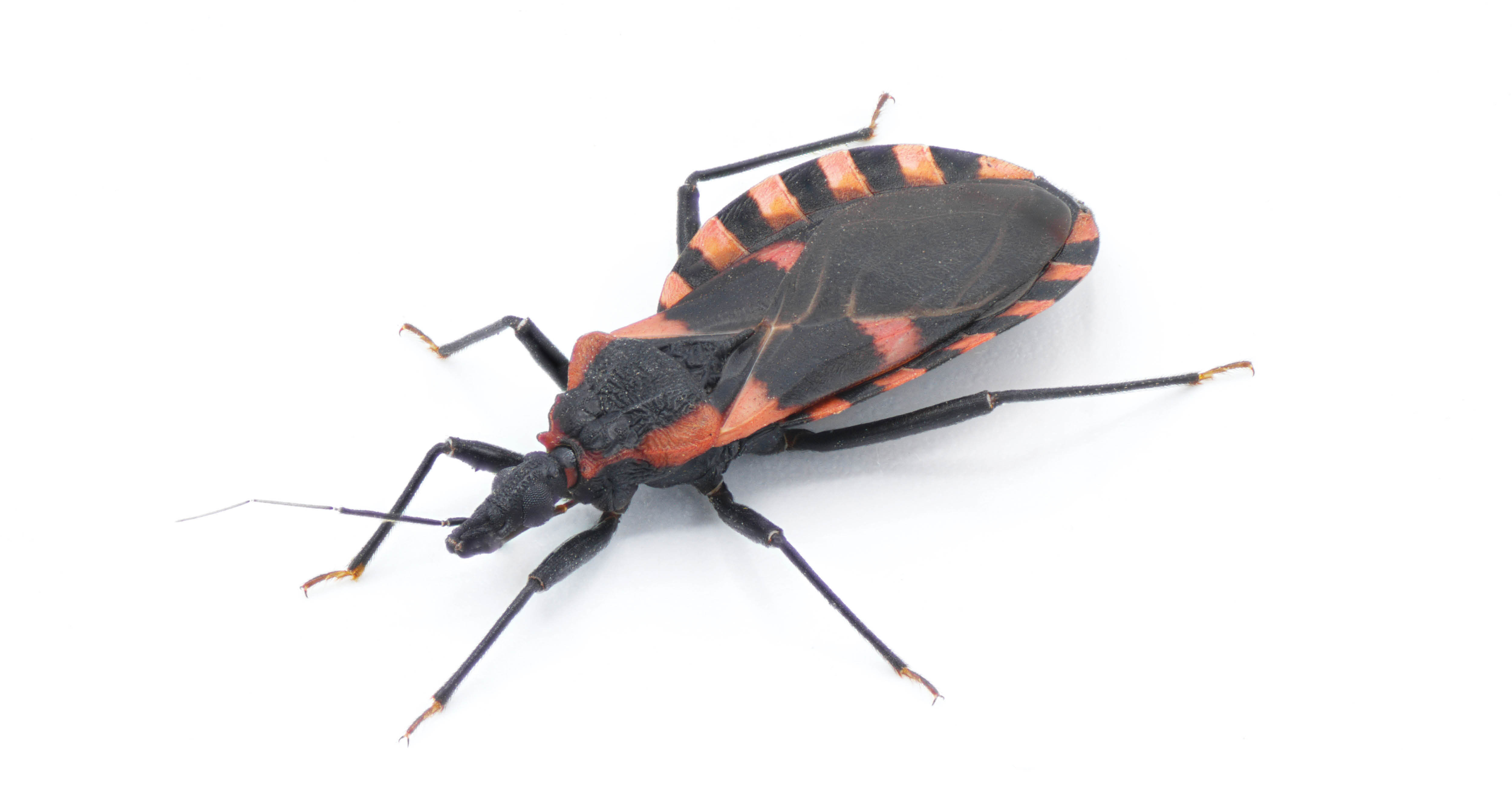 Kissing Bugs: Vectors of Chagas Disease