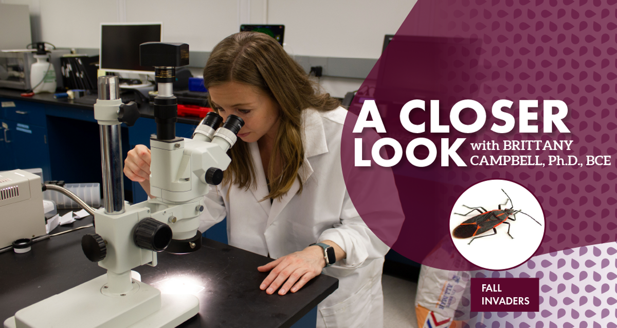 A Closer Look at Fall Invaders