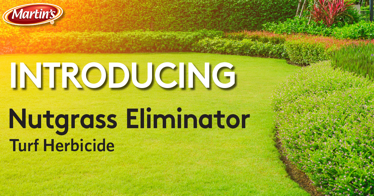 Introducing Nutgrass Eliminator