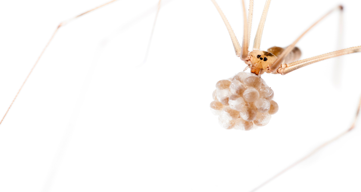 Tackling Spiders with Smarts, Tools, and CSI Solutions