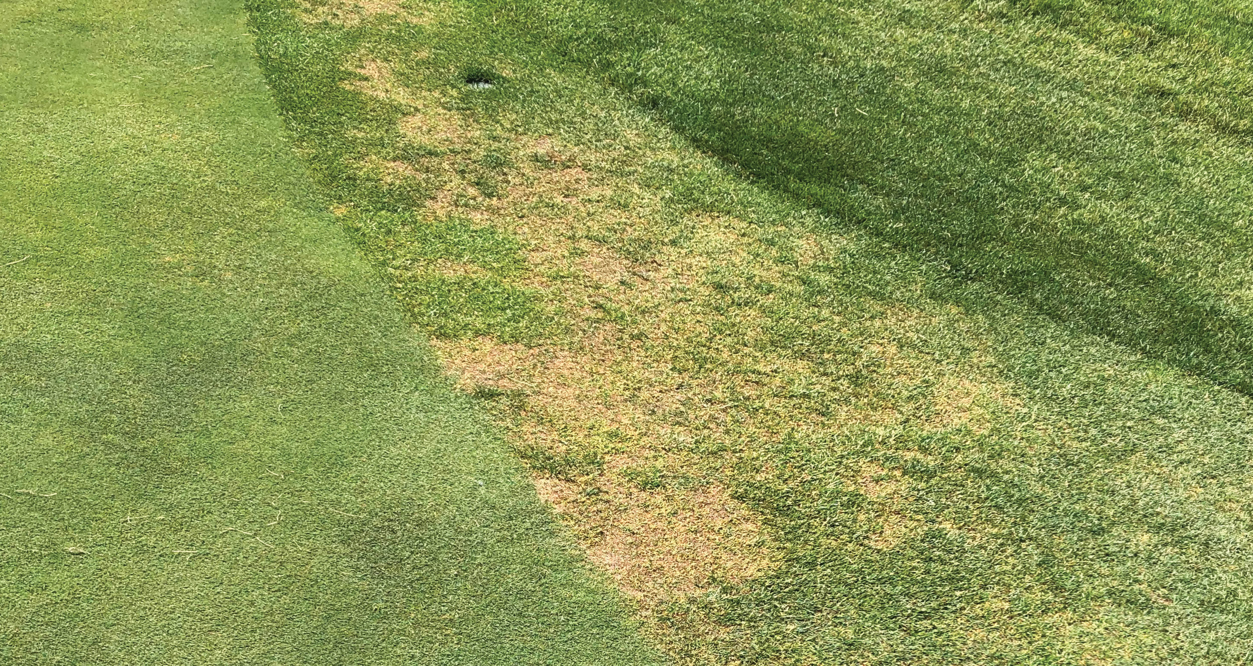 Annual Bluegrass Weevil is Back—Is Your Turf Ready?