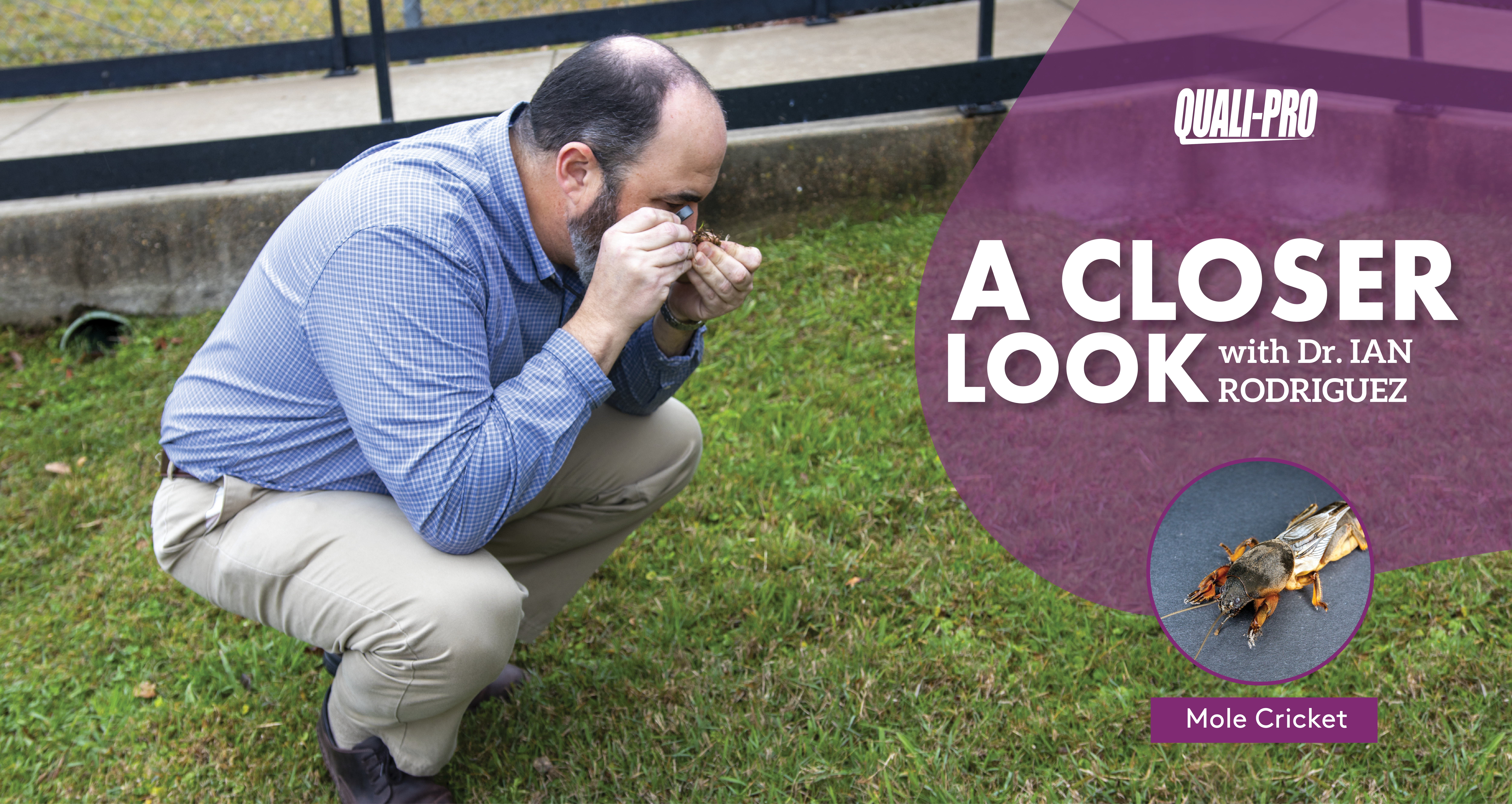 A Closer Look at Mole Crickets