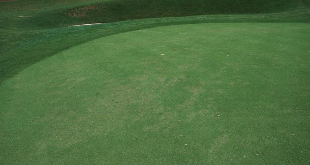 Managing Pythium Root Rot In Cool And Warm Season Turfgrasses