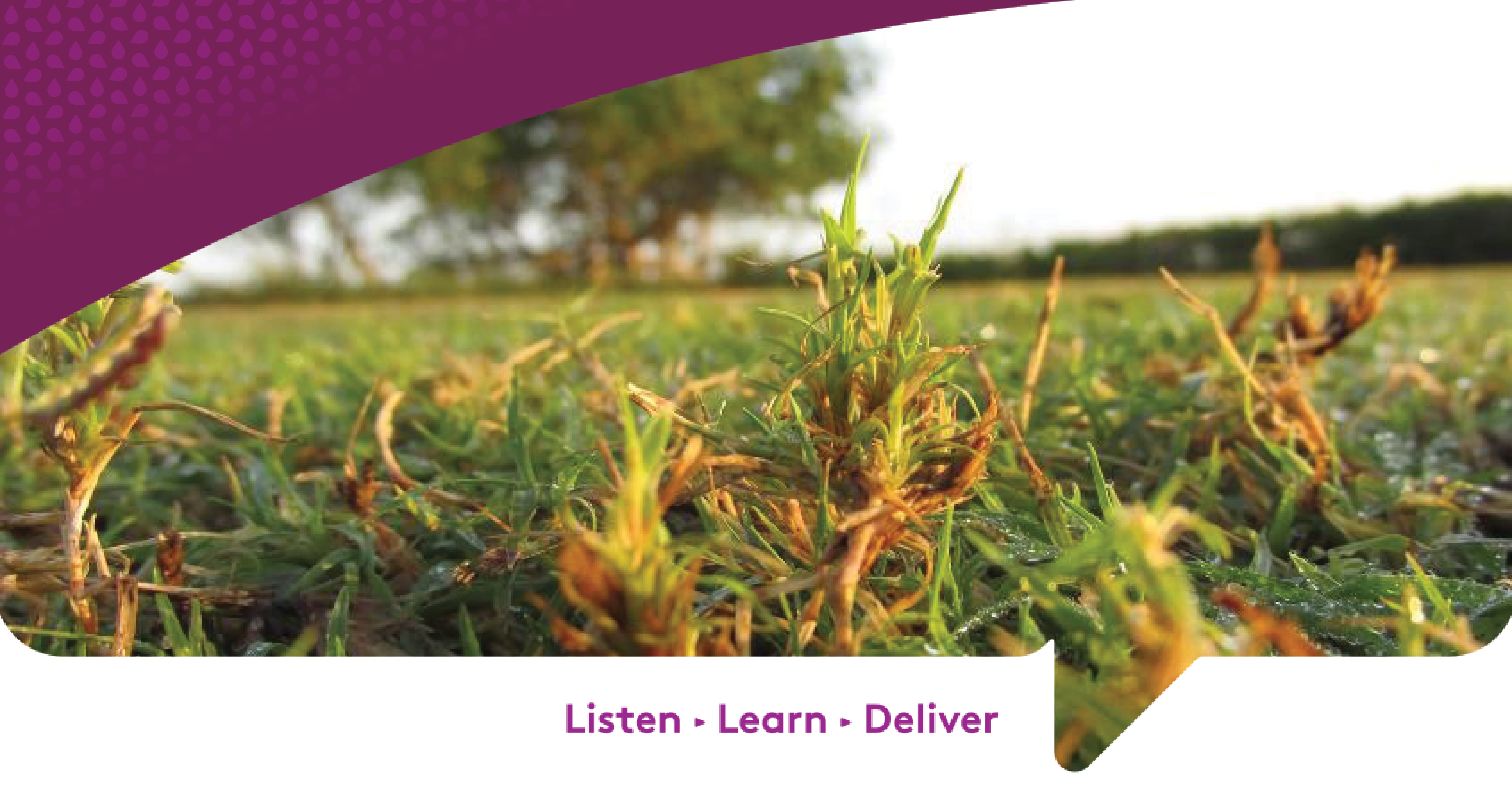 Wipe Out Bermudagrass Mites with SUPRADO Insecticide