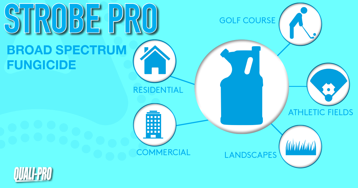 Introducing Strobe Pro Broad Spectrum Fungicide