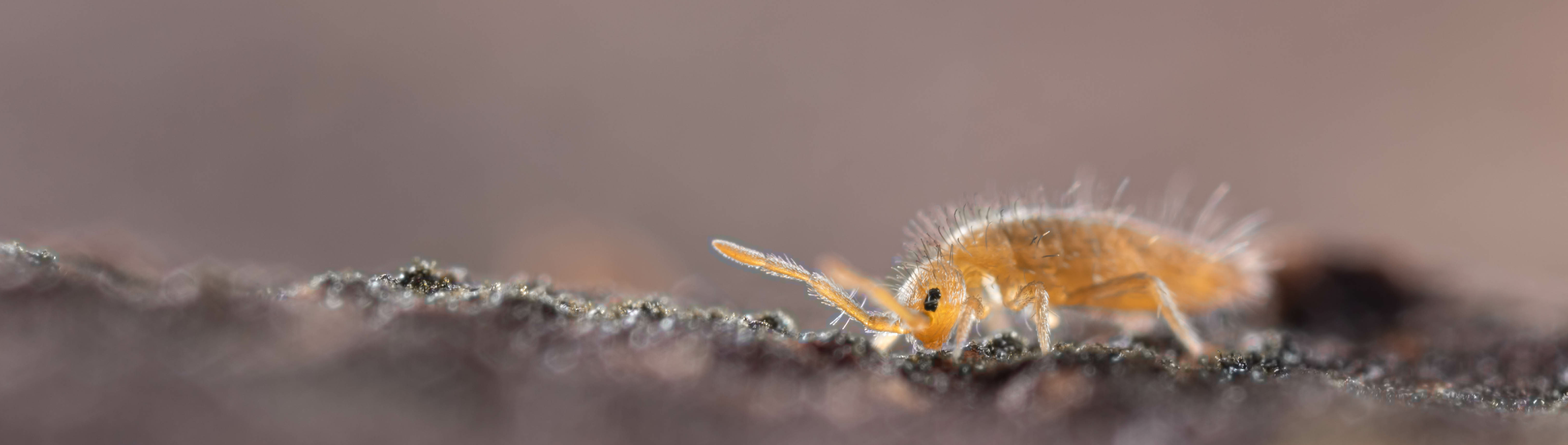Occasional Invaders: Springtails