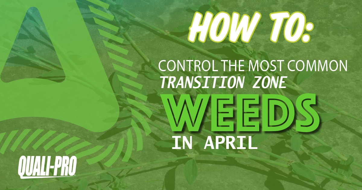How to Control the Most Common Transition Zone Weeds