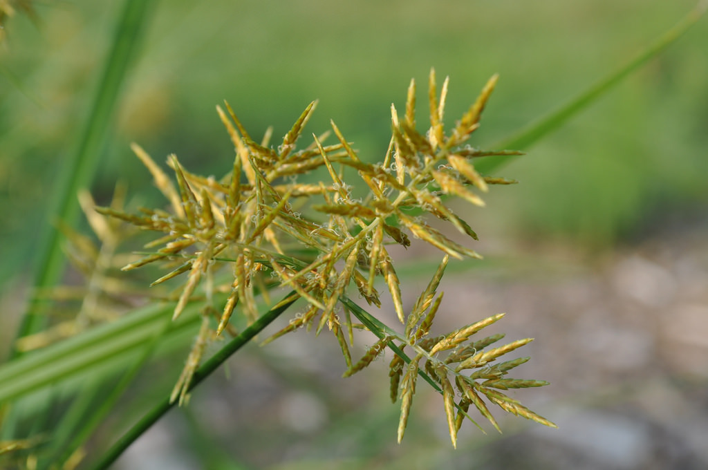 Nutsedge & Kyllinga: Herbicide Timing Built on Biology