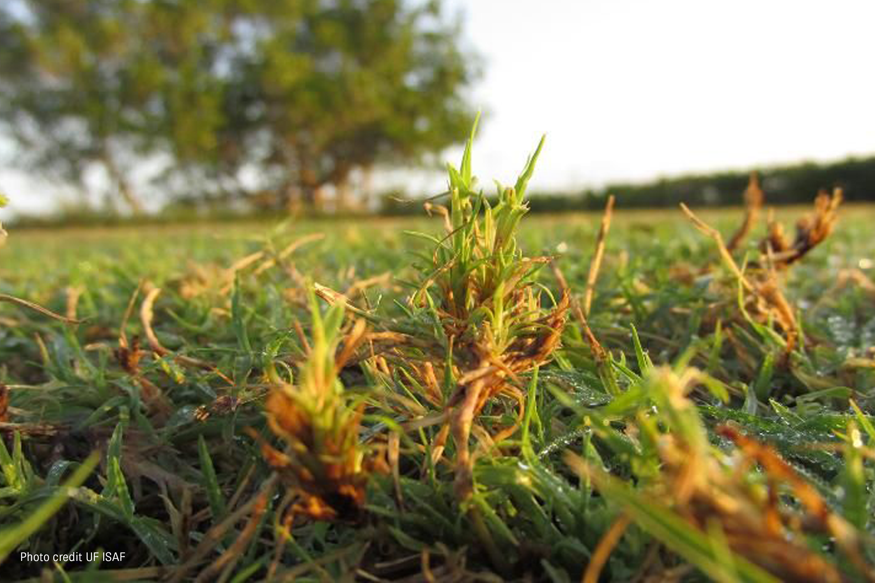 Wipe Out Bermudagrass Mites with SUPRADO Insecticide