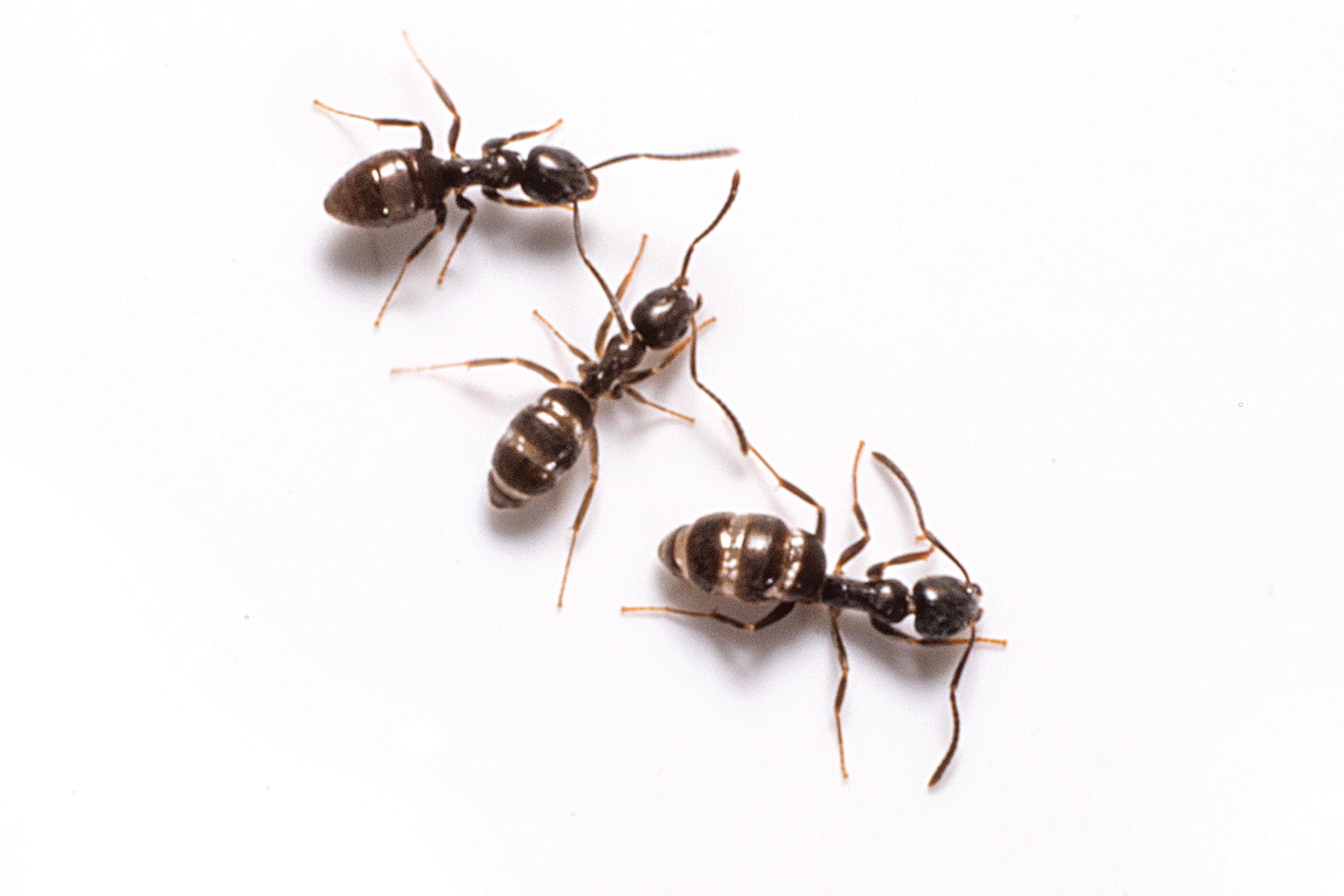 A Closer Look at Odorous house ants