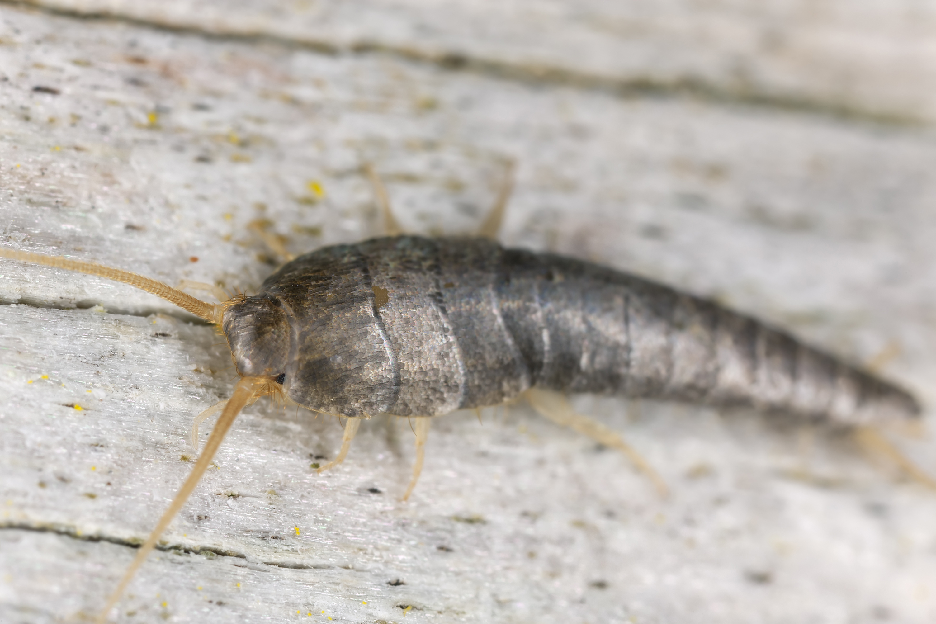 A Closer Look at Silverfish and Cockroaches