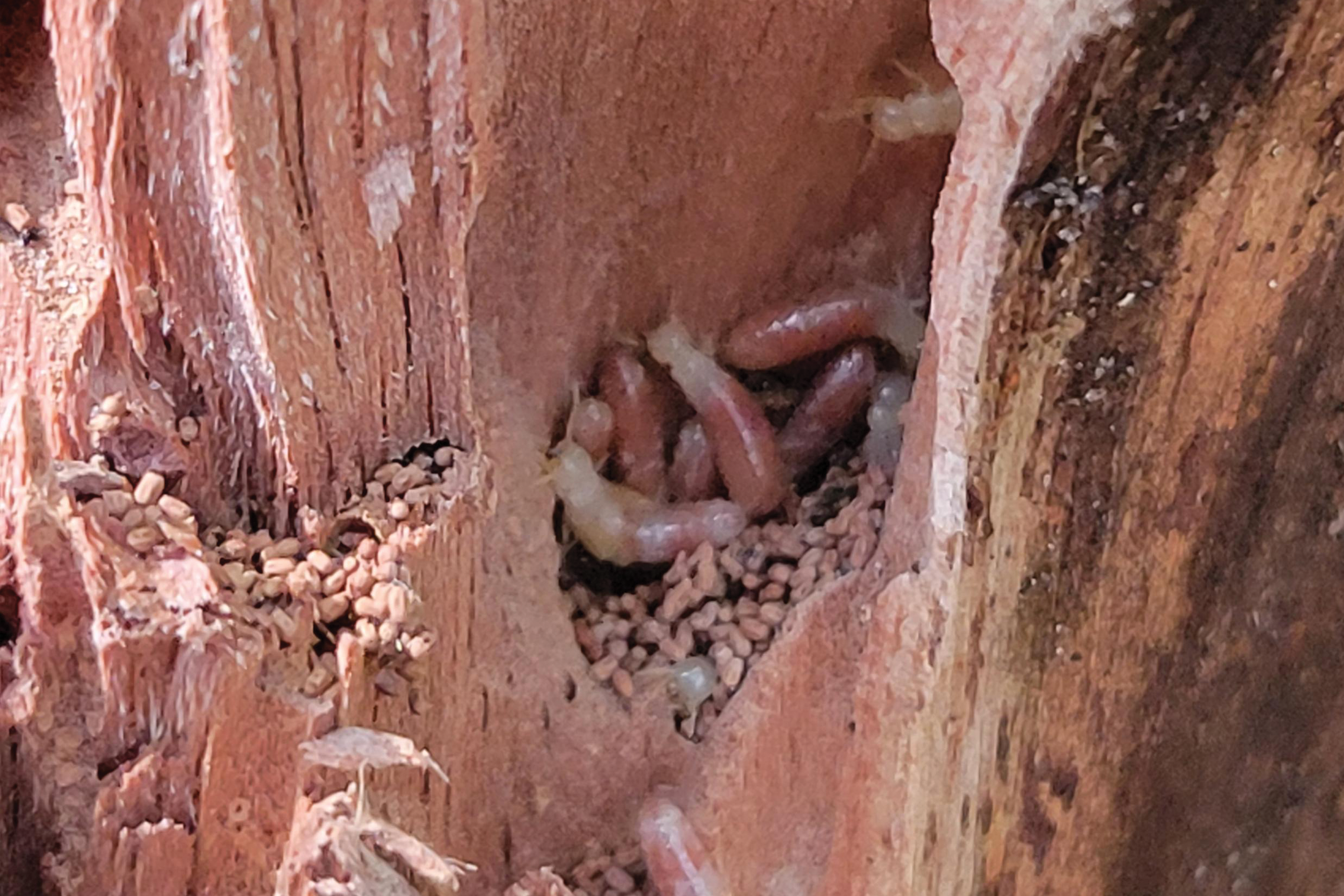 Identifying Signs of Termite Damage