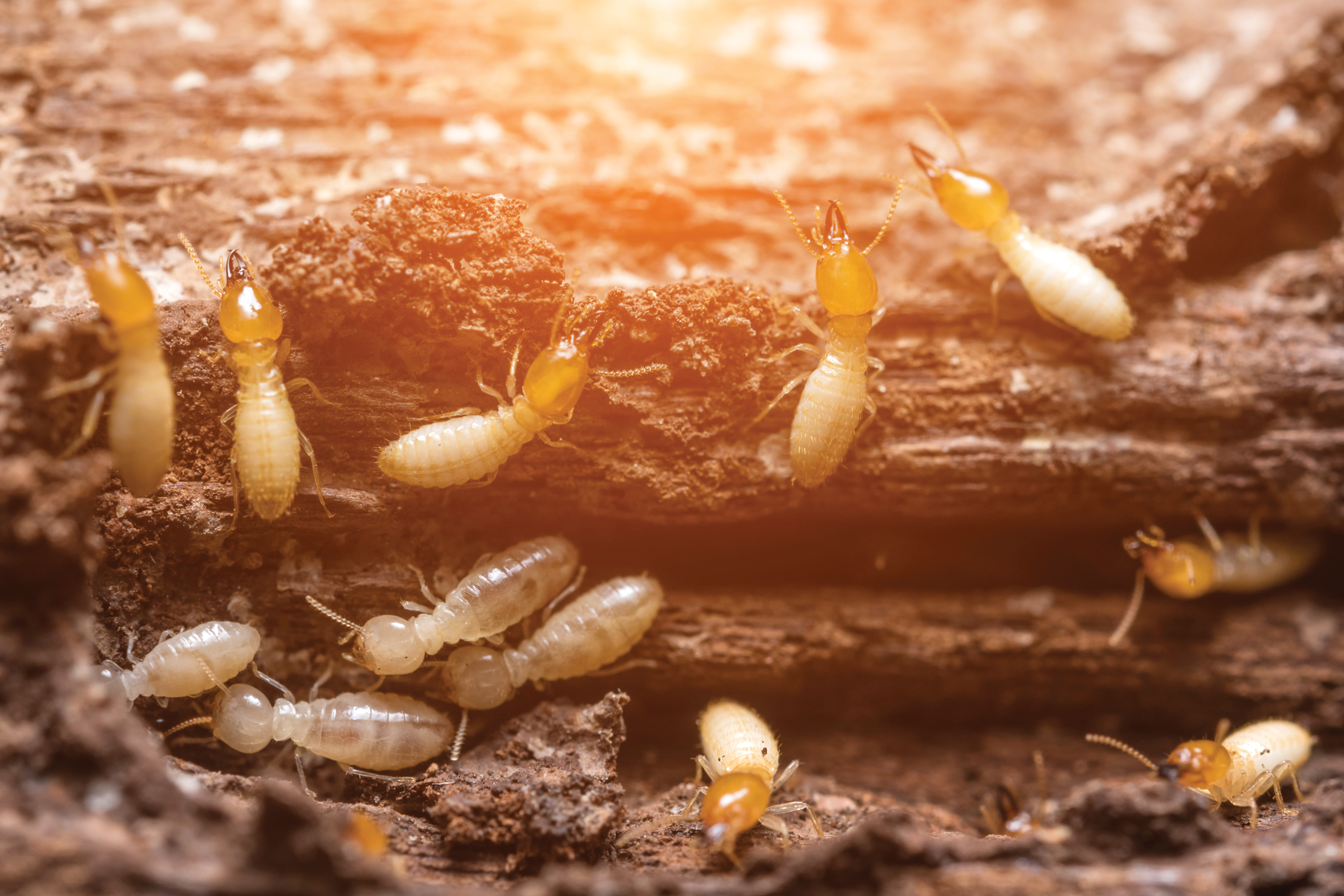 A Closer Look at Termites
