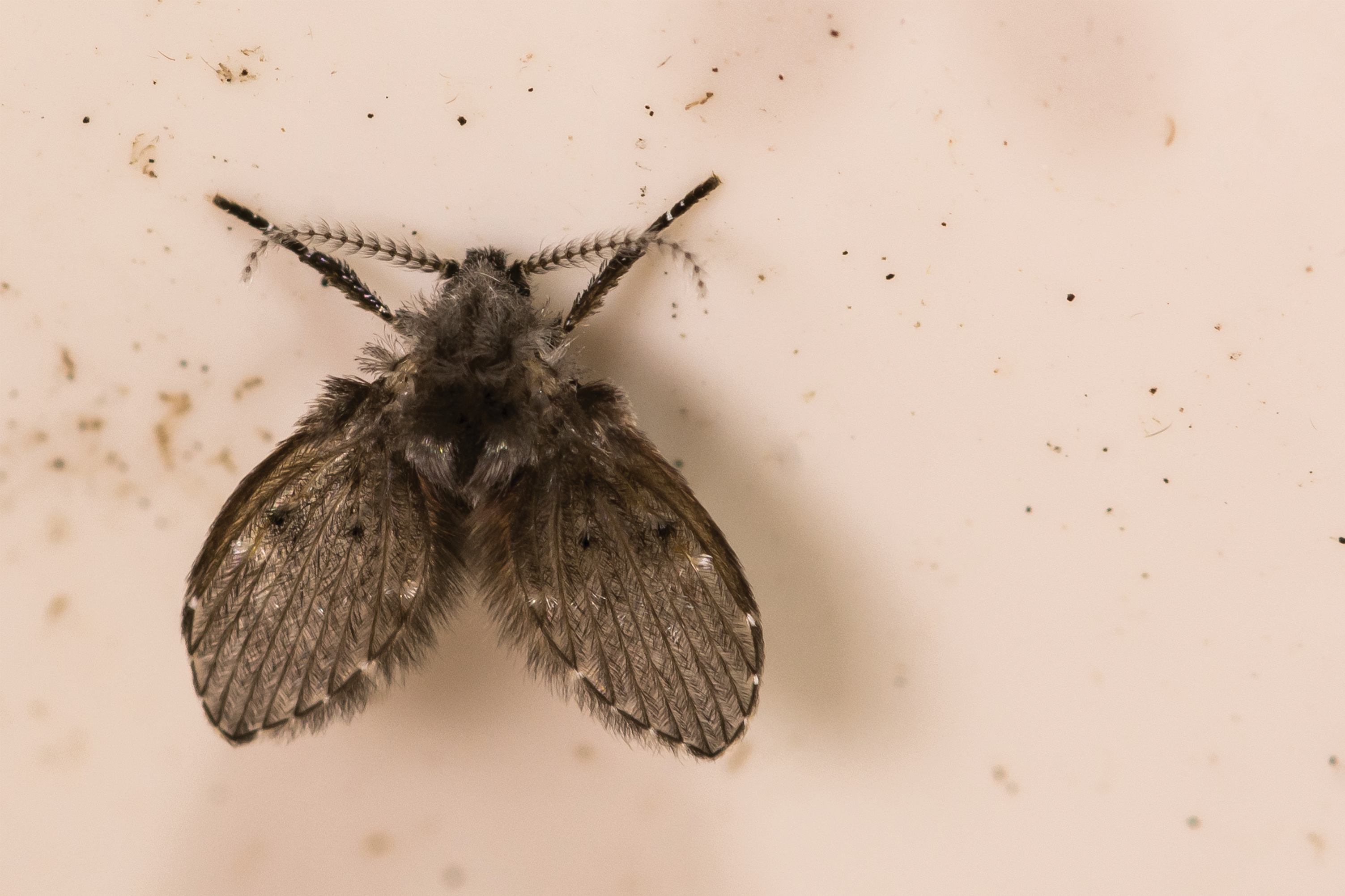 A Closer Look at Small Flies